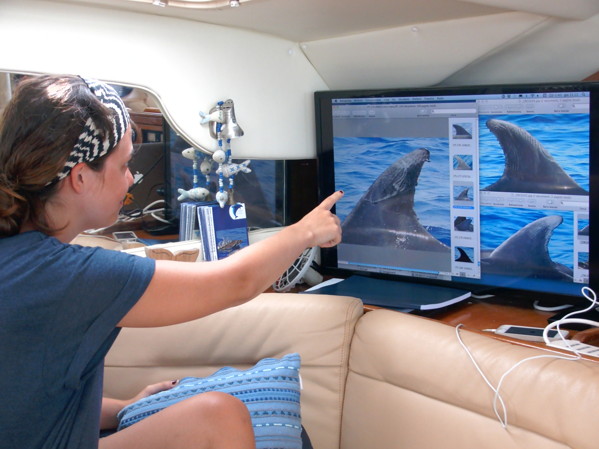 Ricerca | Centro Ricerca Cetacei